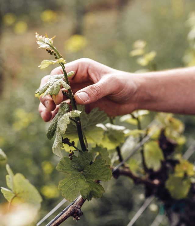 Der Winzer – Weingut Oberhofer