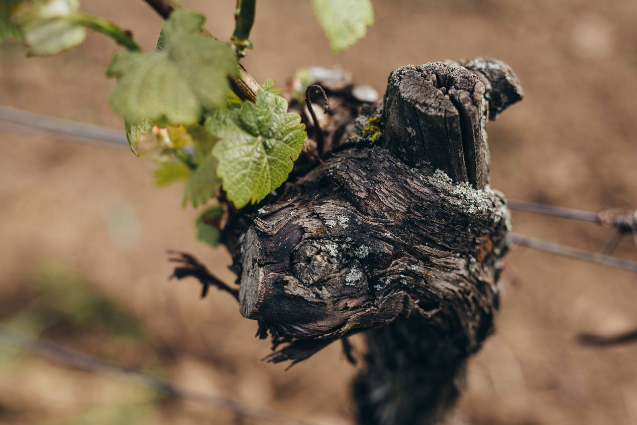 Der Winzer – Weingut Oberhofer